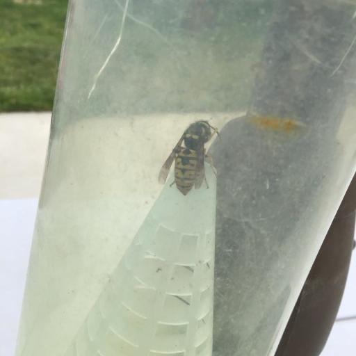 Prairie Yellowjacket (Vespula Atropilosa) Insect Identification Guide ...