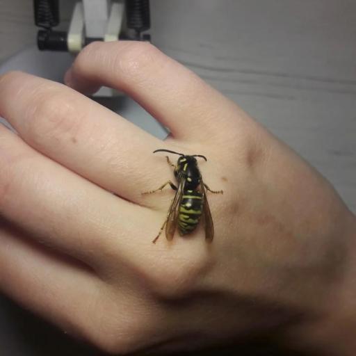 Boreal Yellowjacket (Vespula Austriaca) Insect Identification Guide ...