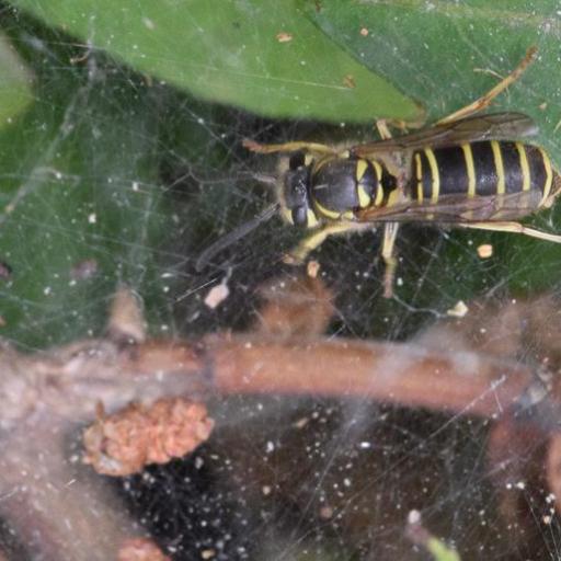 Common Asian Yellowjacket (Vespula Flaviceps) Insect Identification ...