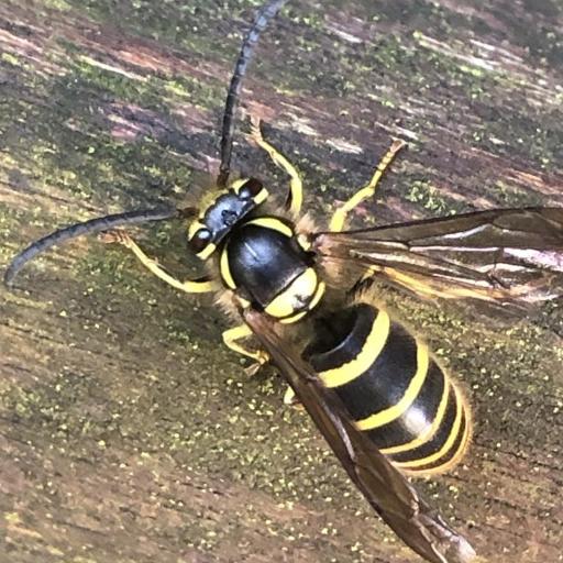 Korean Yellowjacket (Vespula Koreensis) Insect Identification Guide ...