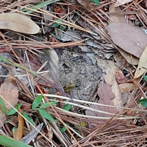 Eastern Yellowjacket (Vespula Maculifrons) Insect Identification Guide ...