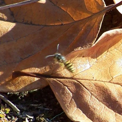 Western Yellowjacket (Vespula Pensylvanica) Insect Identification Guide ...