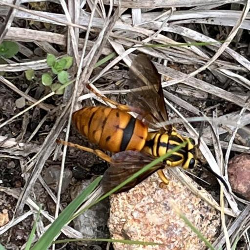 Southern Yellowjacket (Vespula Squamosa) Insect Identification Guide ...