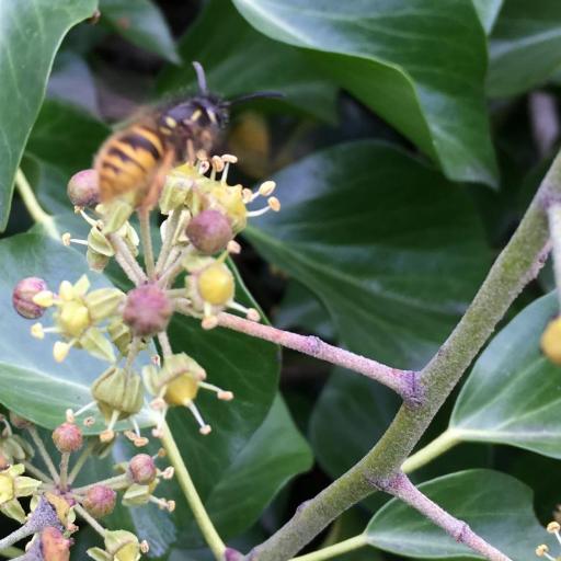 Common European Yellowjacket (Vespula Vulgaris) Insect Identification ...