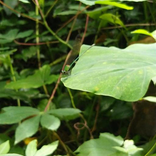 Black-tipped Forest Glory (Vestalis Apicalis) Insect Identification ...