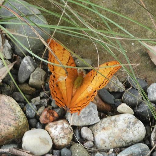 Cruiser (Vindula Erota) Insect Identification Guide, Habitat & Facts