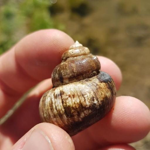 Lister's River-Snail (Viviparus Contectus) Insect Identification Guide ...