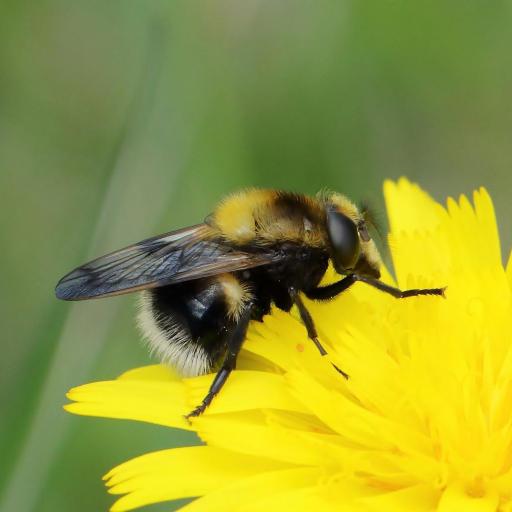 Bumble Bee Hover Fly (Volucella Bombylans) Insect Identification Guide ...