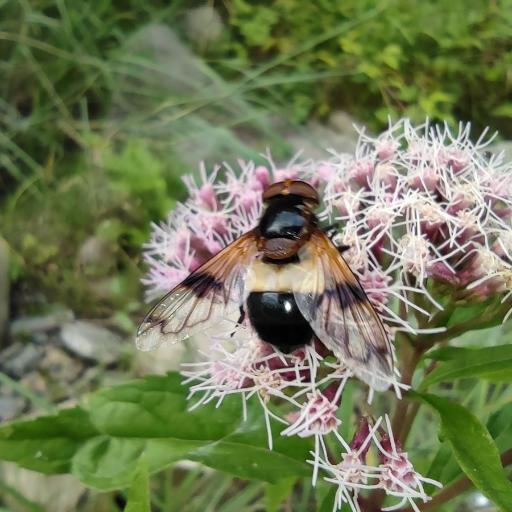 Pellucid Hover Fly (Volucella Pellucens) Insect Identification Guide ...