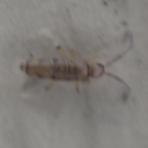 Elongate-Bodied Springtail (Willowsia Nigromaculata) Insect ...