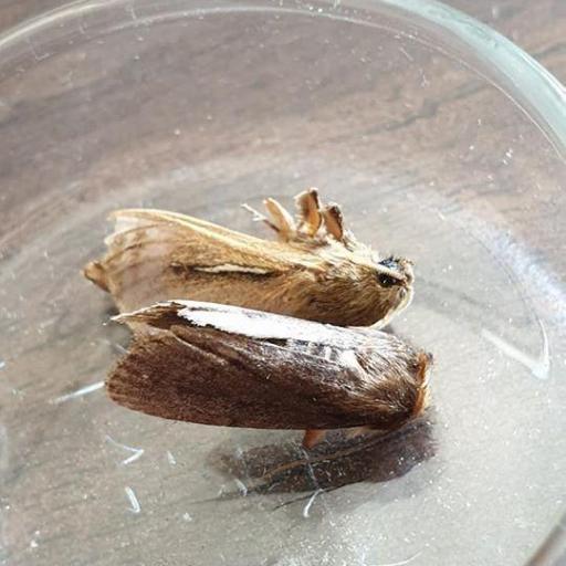 Porina (Wiseana) Insect Identification Guide, Habitat & Facts