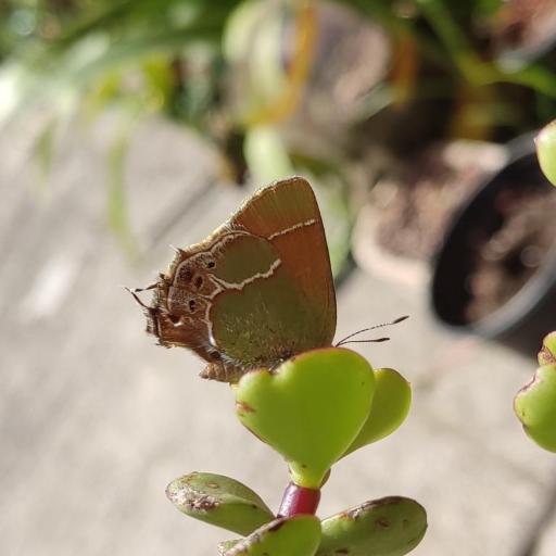 Xami Hairstreak (Xamia Xami) Insect Identification Guide, Habitat & Facts