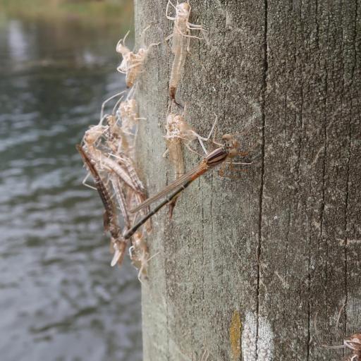Red And Blue Damsel (Xanthagrion Erythroneurum) Insect Identification ...