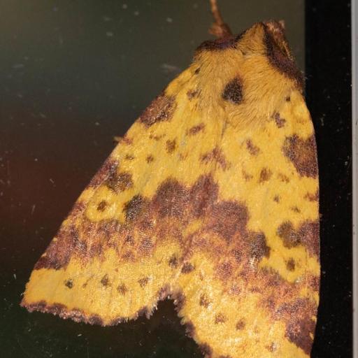 Pink-Banded Sallow (Xanthia Tatago) Insect Identification Guide ...