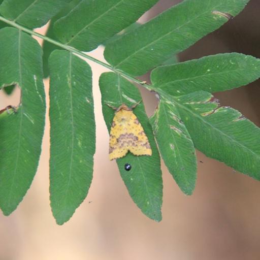 Pink-Barred Sallow (Xanthia Togata) Insect Identification Guide ...
