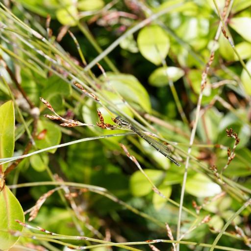 Red Damselfly (Xanthocnemis Zealandica) Insect Identification Guide ...