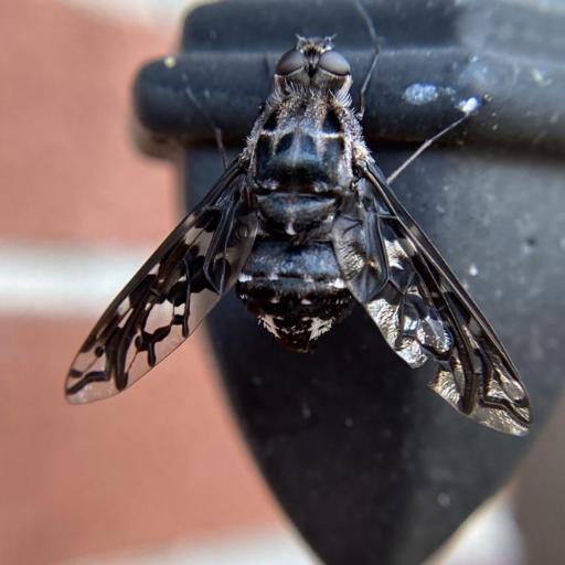 Tiger Bee Fly (Xenox Tigrinus) Insect Identification Guide, Habitat & Facts