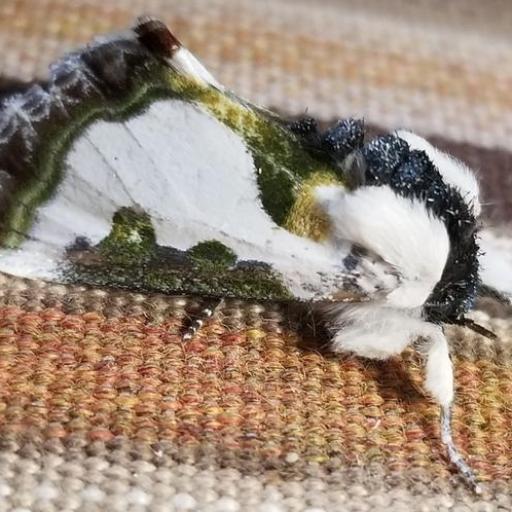 Wilson's Wood-Nymph Moth (Xerociris Wilsonii) Insect Identification ...