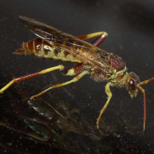 Glowworm Beetles (Phengodidae) Insect Identification Guide, Habitat & Facts