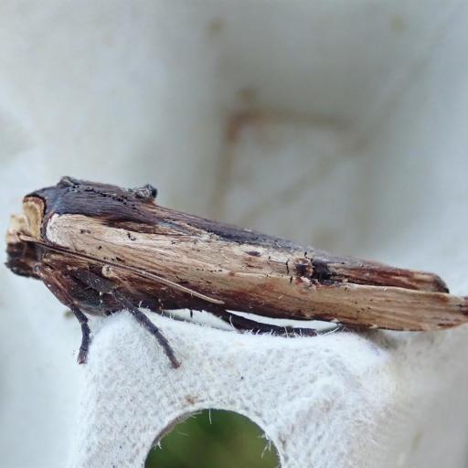 Red Sword-Grass (Xylena Vetusta) Insect Identification Guide, Habitat ...