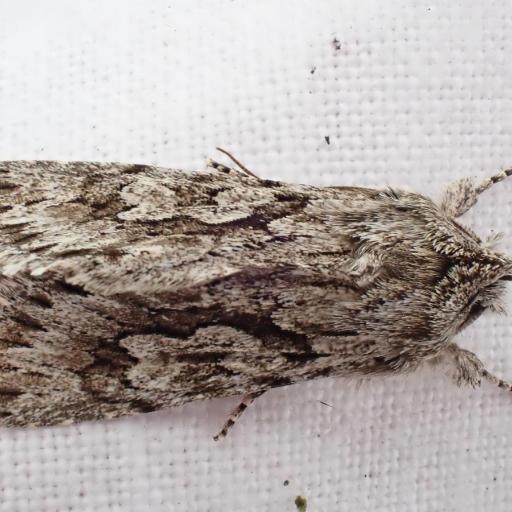 Early Grey (Xylocampa Areola) Insect Identification Guide, Habitat & Facts