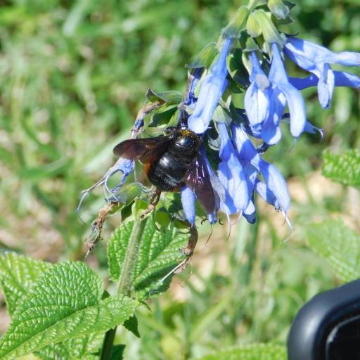Household Casebearer (Phereoeca Uterella) Insect Identification Guide ...
