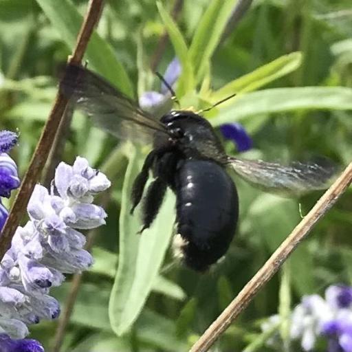 Southern Carpenter Bee (Xylocopa Micans) Insect Identification Guide ...