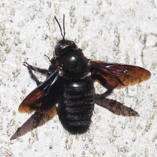 Splay-footed Carpenter (Xylocopa Valga) Insect Identification Guide ...