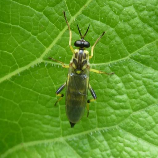 Wood Soldier Flies (Xylomyidae) Insect Identification Guide, Habitat ...