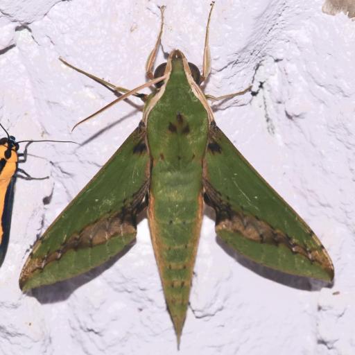 Leopard Slug (Limax Maximus) Insect Identification Guide, Habitat & Facts