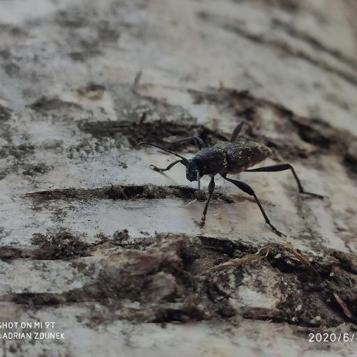 Aspen Zebra Beetle (Xylotrechus Rusticus) Insect Identification Guide ...