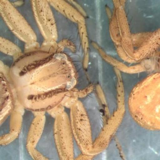 Xysticus Erraticus Insect Identification Guide, Habitat & Facts