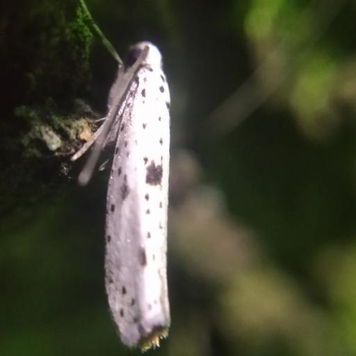Black-Tipped Ermine (Yponomeuta Plumbella) Insect Identification Guide ...