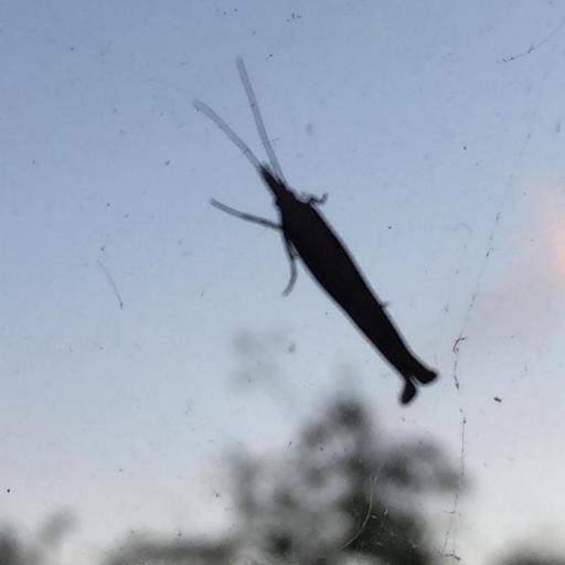 Honeysuckle Moth (Ypsolopha Dentella) Insect Identification Guide ...