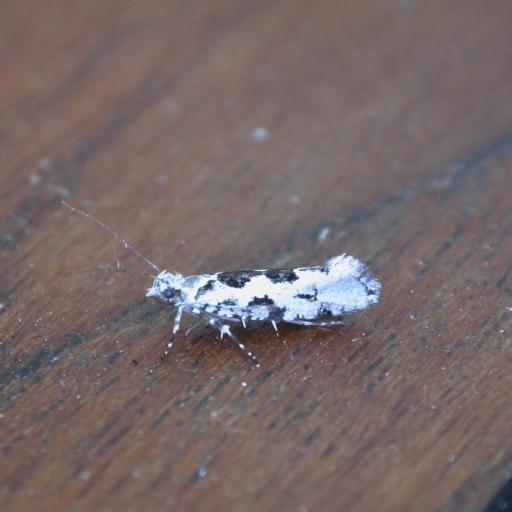 Ypsolophus Sequella Insect Identification Guide, Habitat & Facts