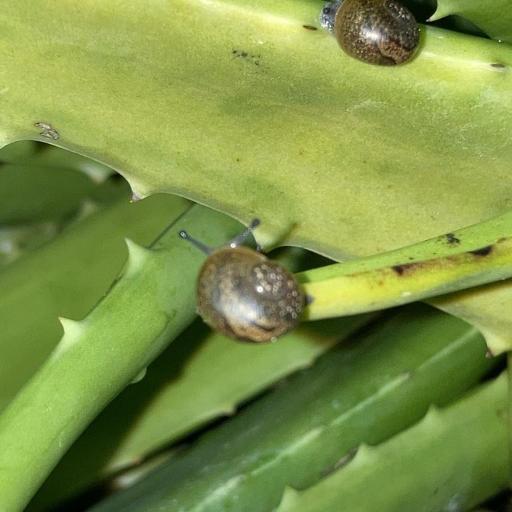 Cuban Brown Snail (Zachrysia Provisoria) Insect Identification Guide ...