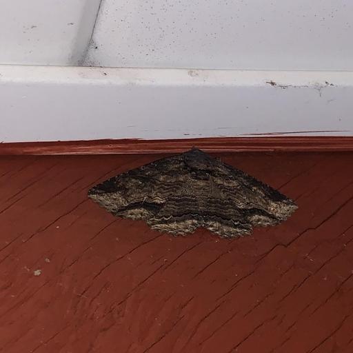 Lunate Zale Moth (Zale Lunata) Insect Identification Guide, Habitat & Facts