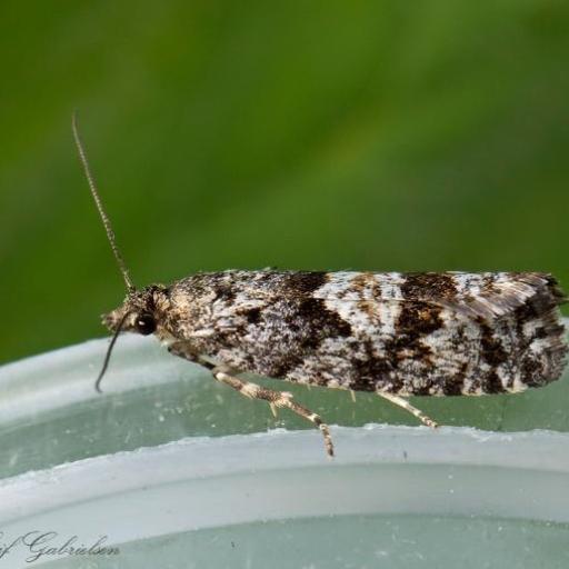 Larch Tortrix (Zeiraphera Griseana) Insect Identification Guide ...