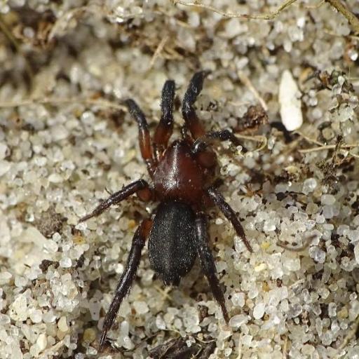 Zelotes Insect Identification Guide, Habitat & Facts