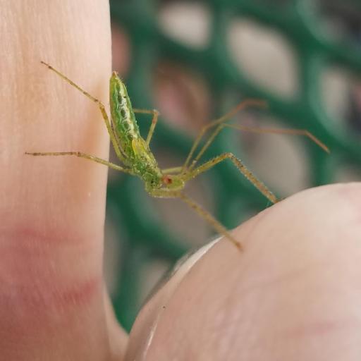 Pale Green Assassin Bug (Zelus Luridus) Insect Identification Guide ...