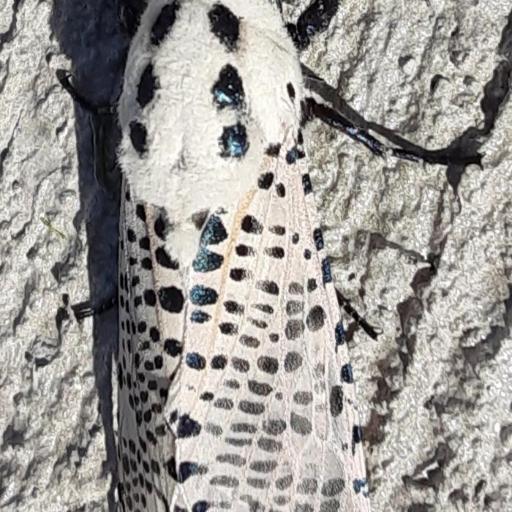 Barbary Harvester Ant (Messor Barbarus) Insect Identification Guide ...