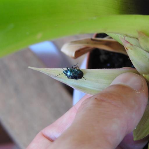 Blue Shield Bug (Zicrona Caerulea) Insect Identification Guide, Habitat ...