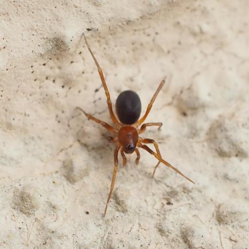 Ant Spiders (Zodarion) Insect Identification Guide, Habitat & Facts