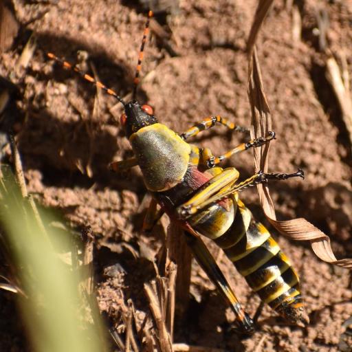 Elegant Grasshopper (Zonocerus Elegans) Insect Identification Guide ...