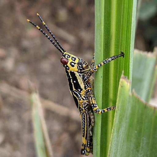 Variegated Grasshopper (Zonocerus Variegatus) Insect Identification ...