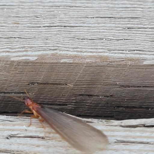 Pacific Dampwood Termite (Zootermopsis Angusticollis) Insect ...