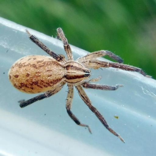 Zora Spinimana Insect Identification Guide, Habitat & Facts