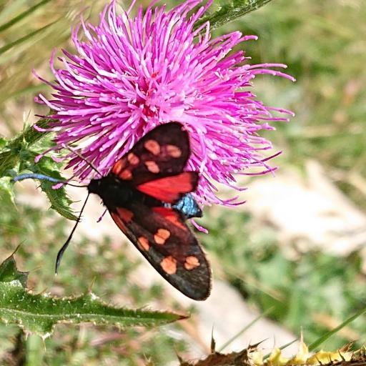 Transalpine Burnet Moth (Zygaena Transalpina) Insect Identification ...