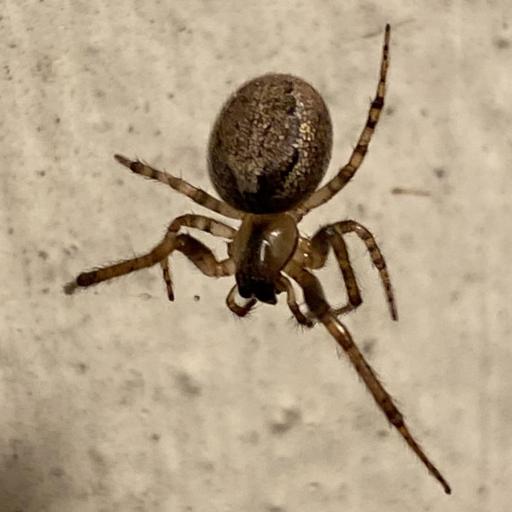 Red-Sided Sector Spider (Zygiella Atrica) Insect Identification Guide ...