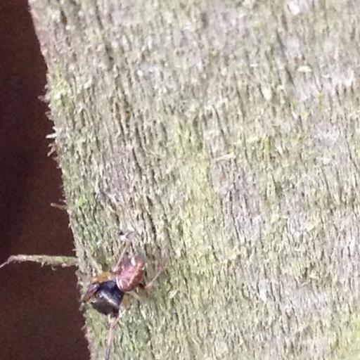 Hammer-jawed Jumping Spider (Zygoballus Rufipes) Insect Identification ...